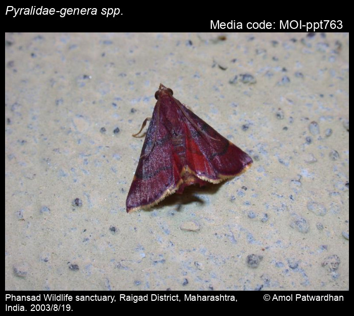Pyralidae-genera spp. | Moths